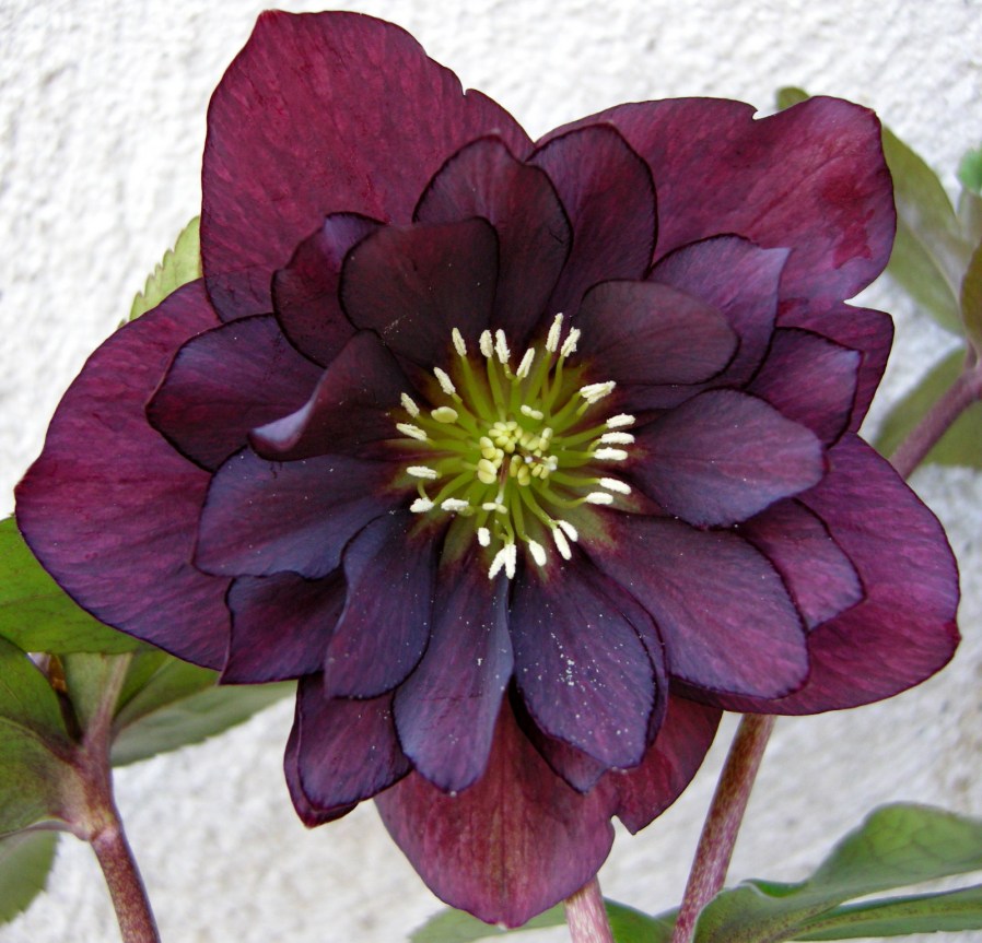 January GBBD: Hellebores on Parade | CAROLYN'S SHADE GARDENS