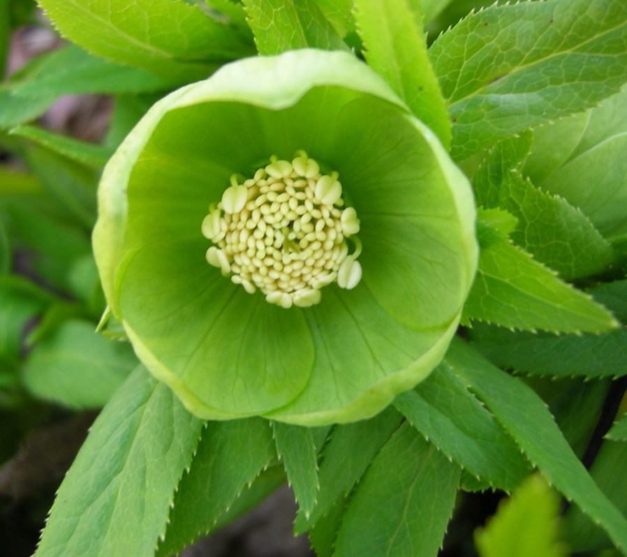 Species Hellebores for 2012 | CAROLYN'S SHADE GARDENS