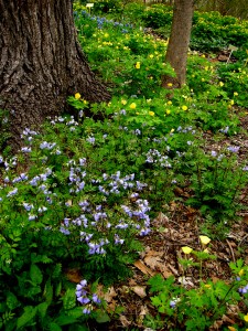 Your Native Woodland: If You Build It They Will Come | CAROLYN'S SHADE ...