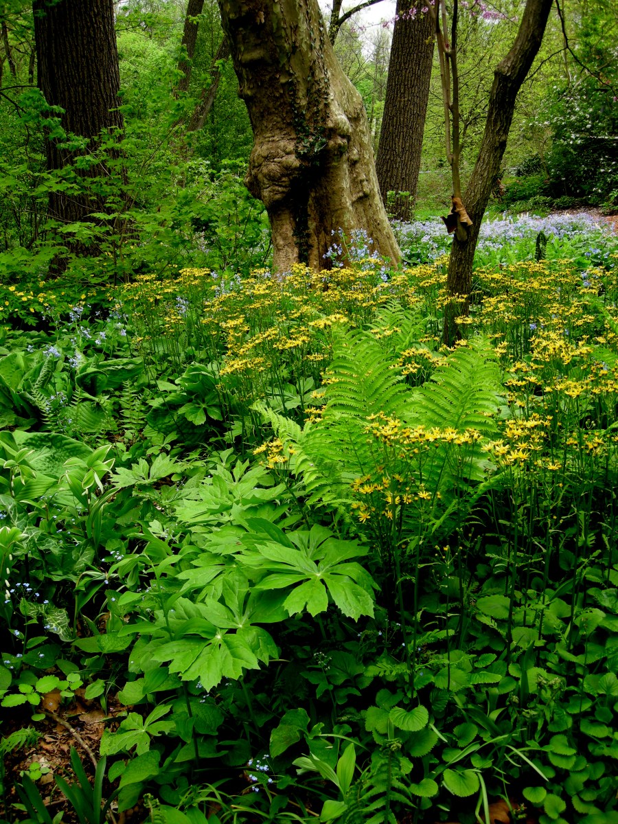 Your Native Woodland: If You Build It They Will Come | CAROLYN'S SHADE ...
