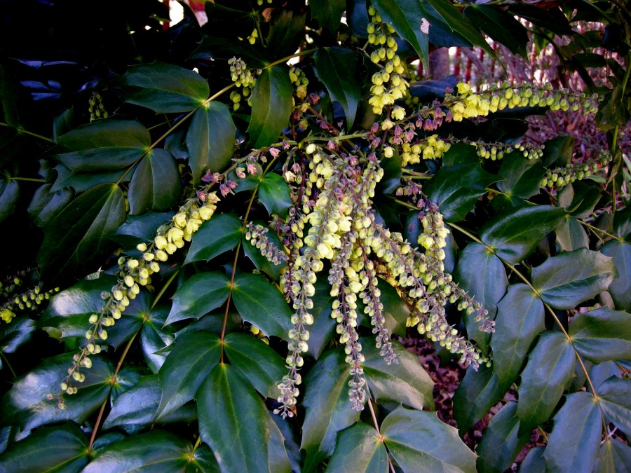 March | 2013 | CAROLYN'S SHADE GARDENS