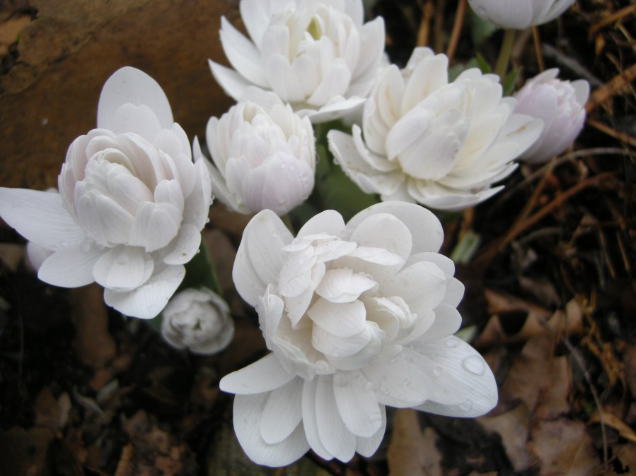 double bloodroot | CAROLYN'S SHADE GARDENS