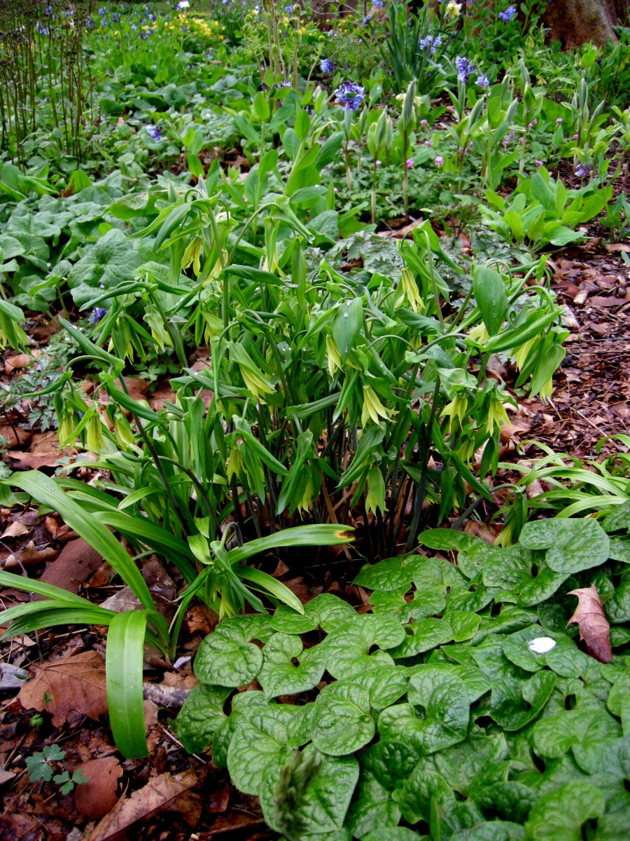 Specimen Natives for Your Woodland | CAROLYN'S SHADE GARDENS