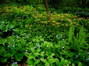 Your Native Woodland: If You Build It They Will Come | CAROLYN'S SHADE ...