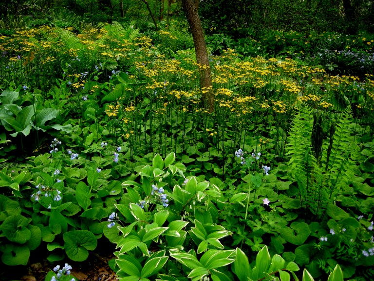 Your Native Woodland: If You Build It They Will Come | CAROLYN'S SHADE ...