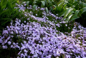 April GBBD: Native Phlox for Your Garden | CAROLYN'S SHADE GARDENS