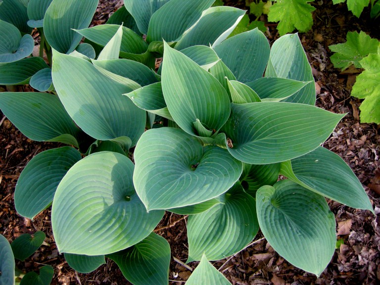 Hosta ‘Liberty’ | CAROLYN'S SHADE GARDENS