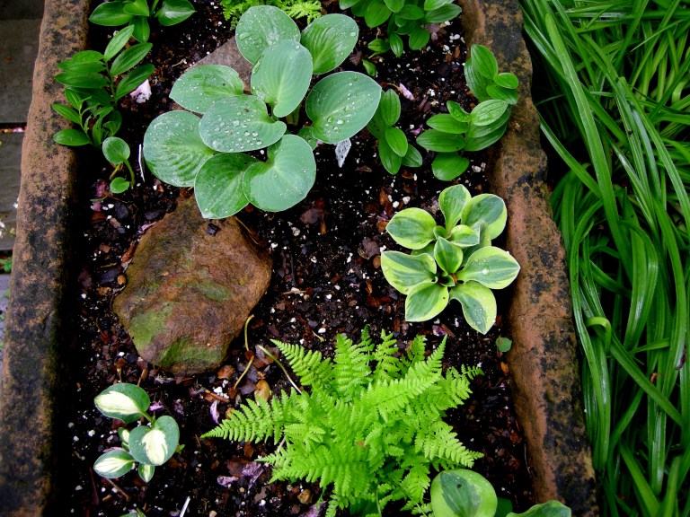 I LOVE Mice | CAROLYN'S SHADE GARDENS