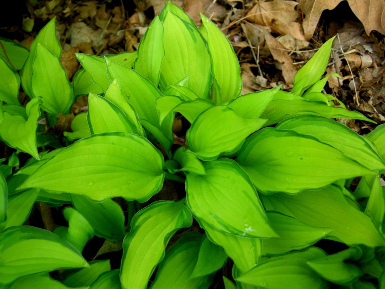 Hosta Baby Bunting | CAROLYN'S SHADE GARDENS