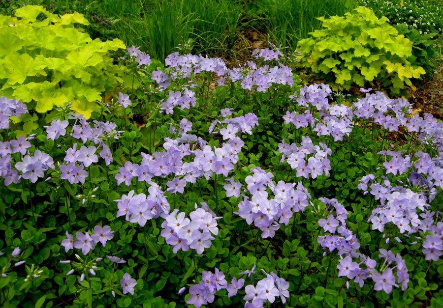 April GBBD: Native Phlox for Your Garden | CAROLYN'S SHADE GARDENS