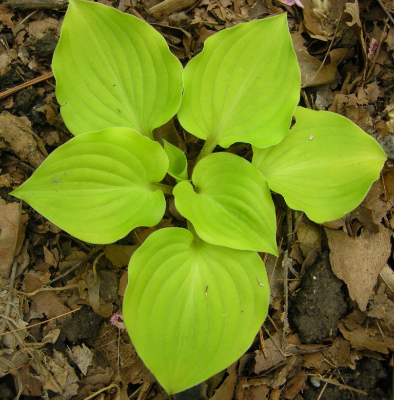 Hosta ”Alakazaam’ | CAROLYN'S SHADE GARDENS
