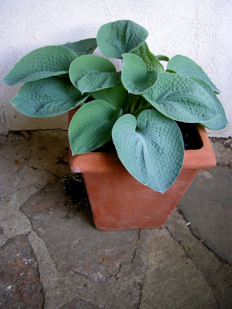 Hosta Containers and Companions | CAROLYN'S SHADE GARDENS