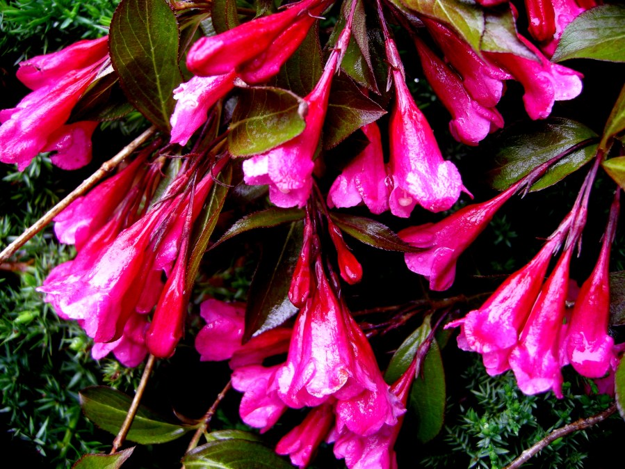 Woody Plants for Shade Part 5 | CAROLYN'S SHADE GARDENS