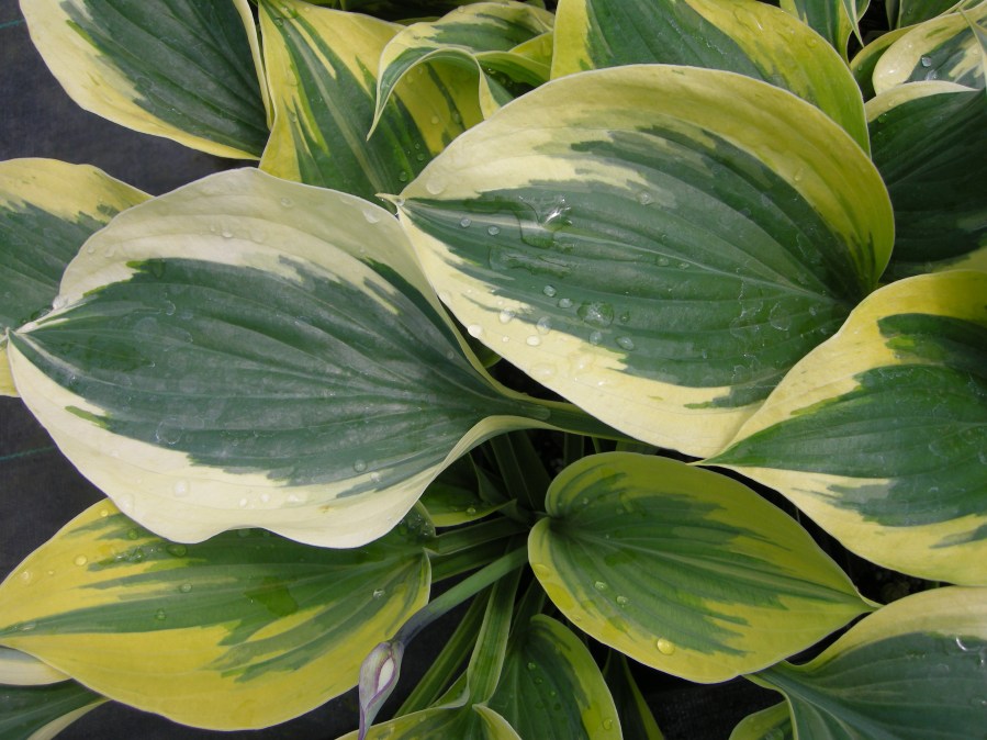 American Hosta Growers Association Hosta of the Year | CAROLYN'S SHADE ...