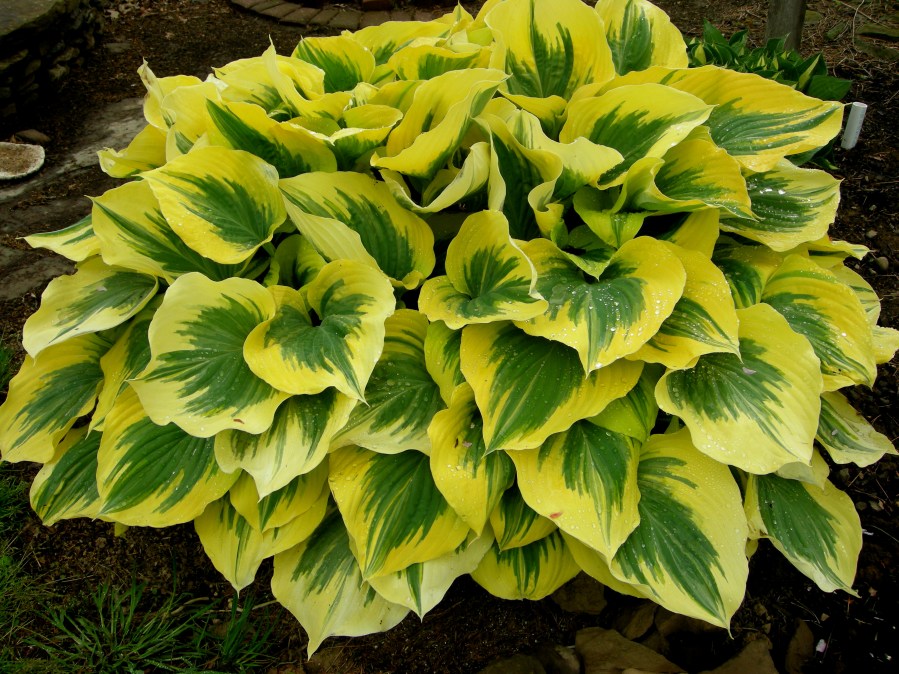 American Hosta Growers Association Hosta of the Year | CAROLYN'S SHADE ...