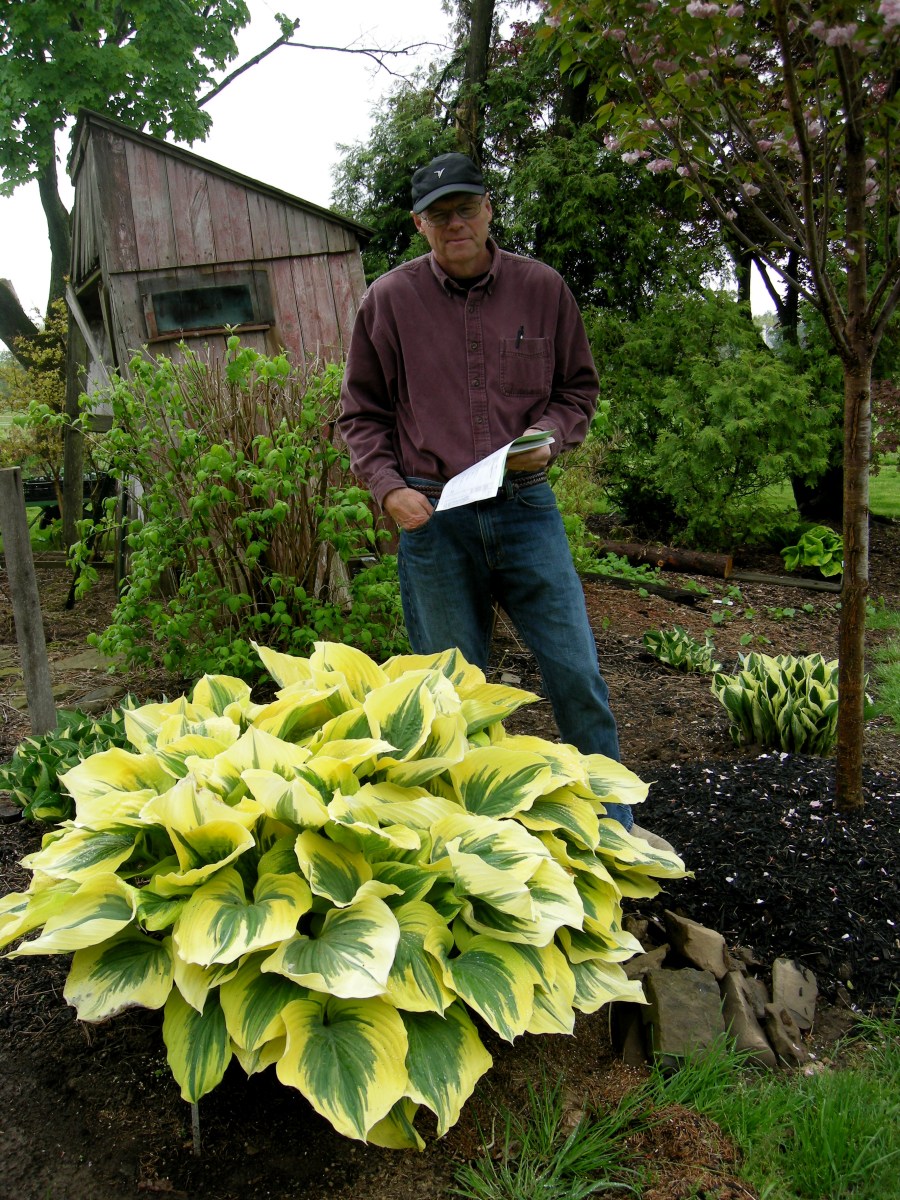 American Hosta Growers Association Hosta of the Year | CAROLYN'S SHADE ...
