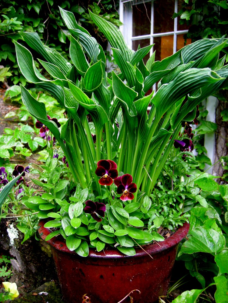2024 Hosta Catalogue | CAROLYN'S SHADE GARDENS