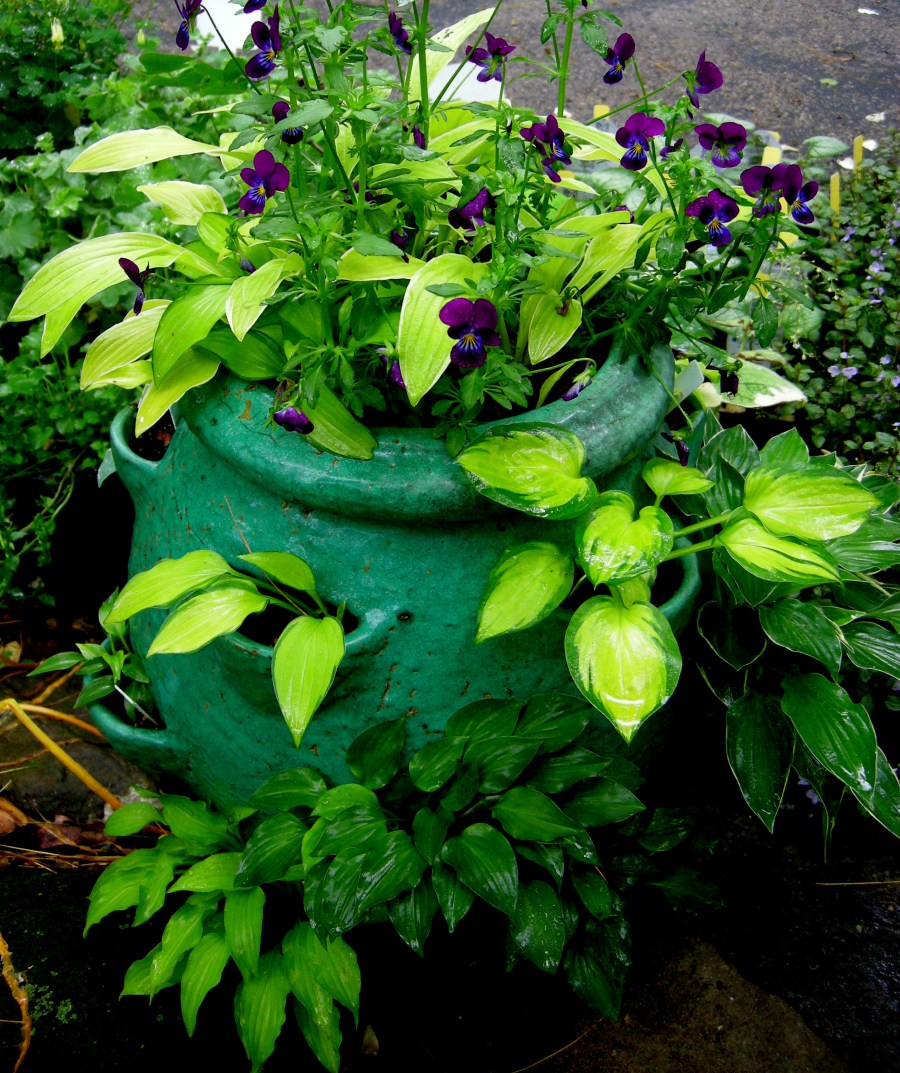 Hosta Containers and Companions | CAROLYN'S SHADE GARDENS