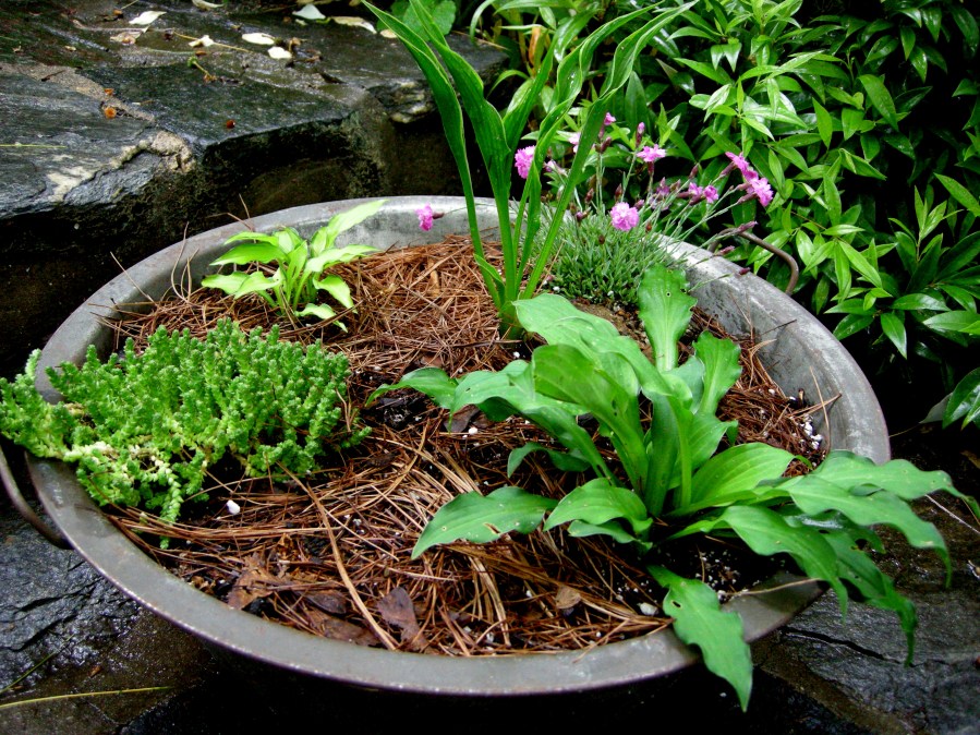 Hosta Containers and Companions | CAROLYN'S SHADE GARDENS