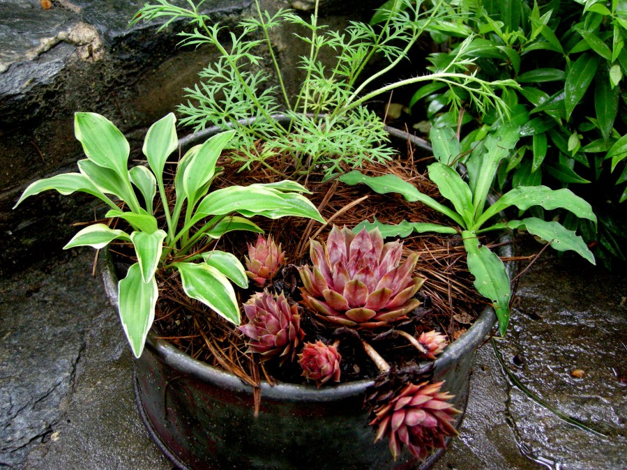 Hosta Containers and Companions | CAROLYN'S SHADE GARDENS