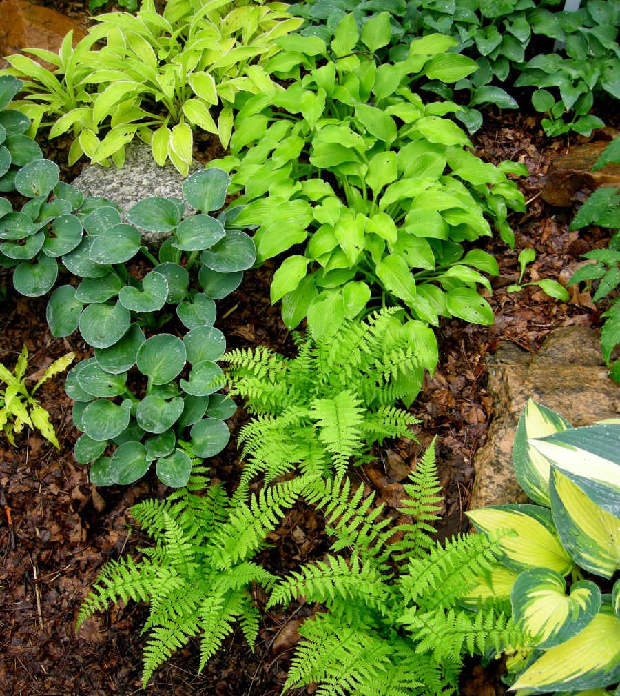 Hosta Shiny Penny | CAROLYN'S SHADE GARDENS
