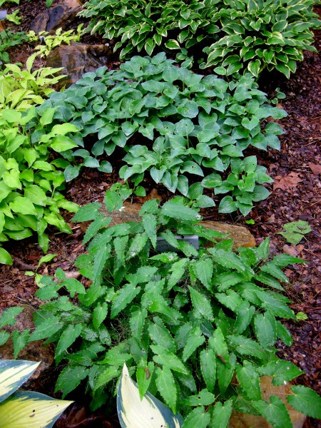 Hosta ‘Itsy Bitsy Spider’ | CAROLYN'S SHADE GARDENS