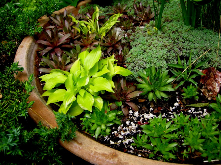 Hosta Containers and Companions | CAROLYN'S SHADE GARDENS