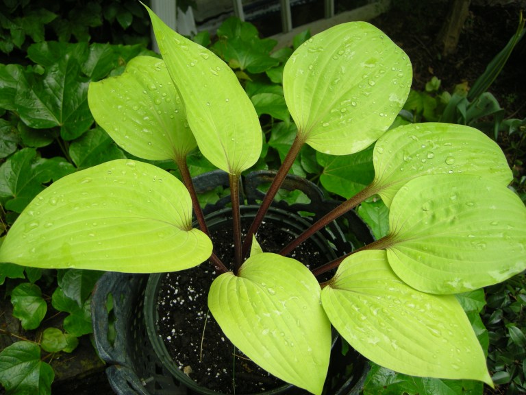 Hosta Containers and Companions | CAROLYN'S SHADE GARDENS