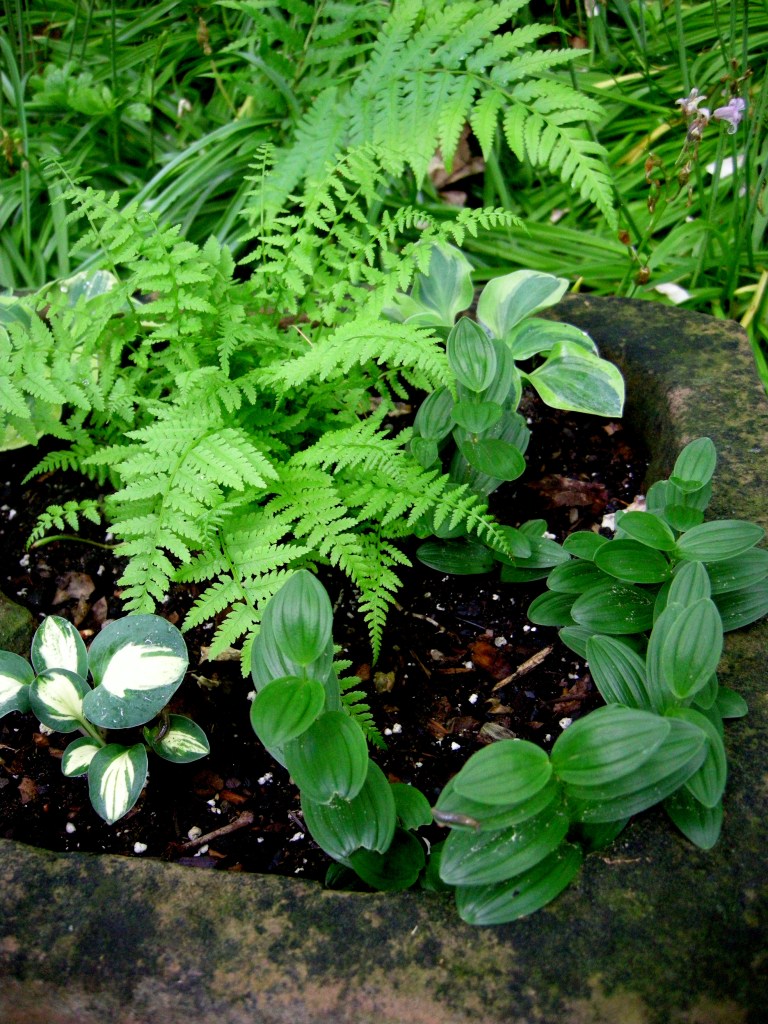 Hosta Shiny Penny | CAROLYN'S SHADE GARDENS