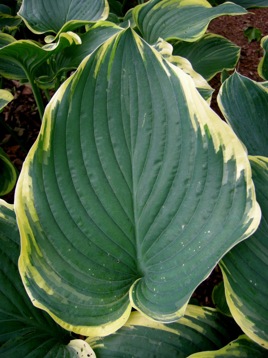 Hosta ‘Sagae’ | CAROLYN'S SHADE GARDENS
