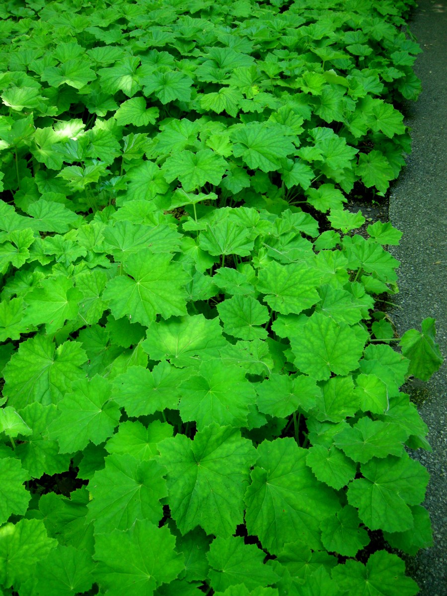 giant butterbur | CAROLYN'S SHADE GARDENS