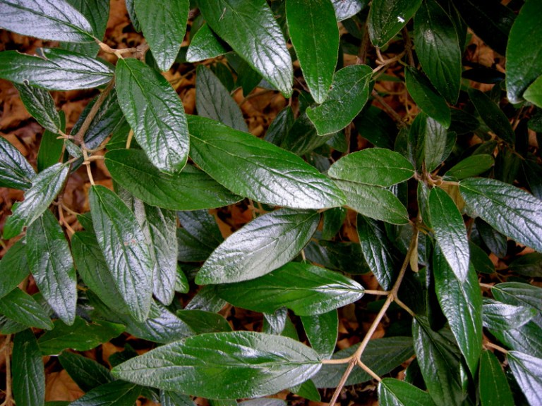 Woody Plants for Shade Part 6 | CAROLYN'S SHADE GARDENS