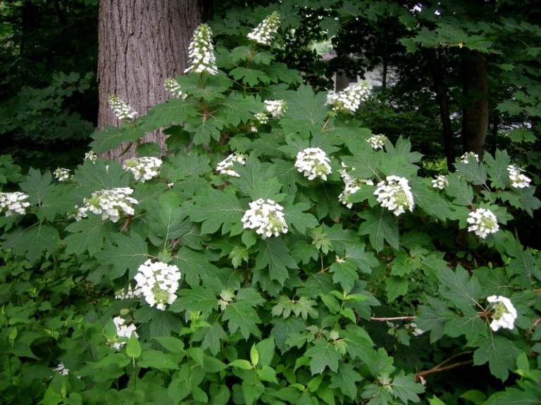Hydrangea quercifolia ‘Amethyst’ | CAROLYN'S SHADE GARDENS