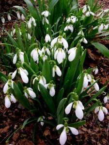 Galanthus ‘Hippolyta’ | CAROLYN'S SHADE GARDENS