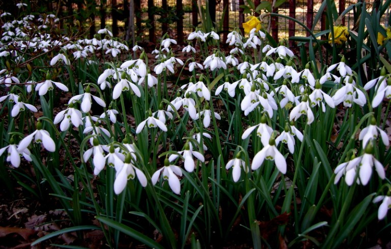 Top 25 Snowdrops Part Two | CAROLYN'S SHADE GARDENS