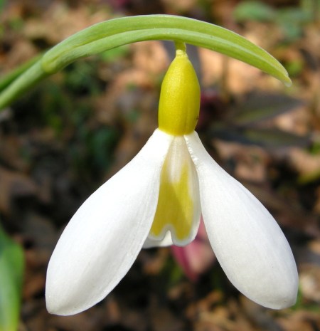 Galanthus ‘Hippolyta’ | CAROLYN'S SHADE GARDENS