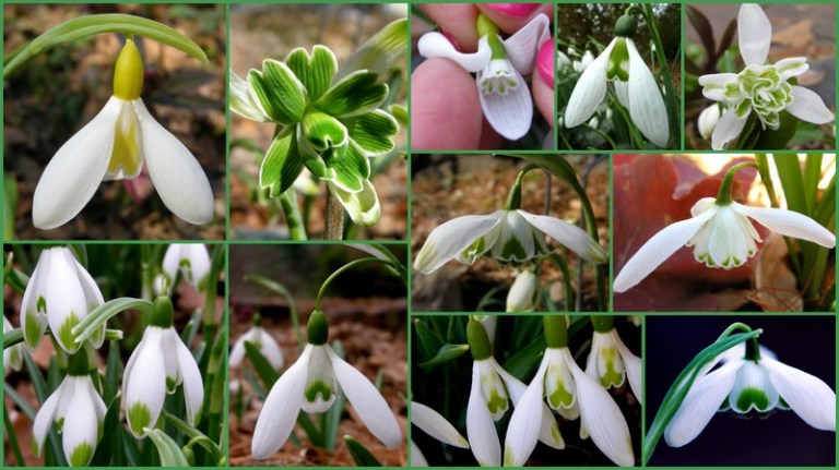 Galanthus ‘Hippolyta’ | CAROLYN'S SHADE GARDENS