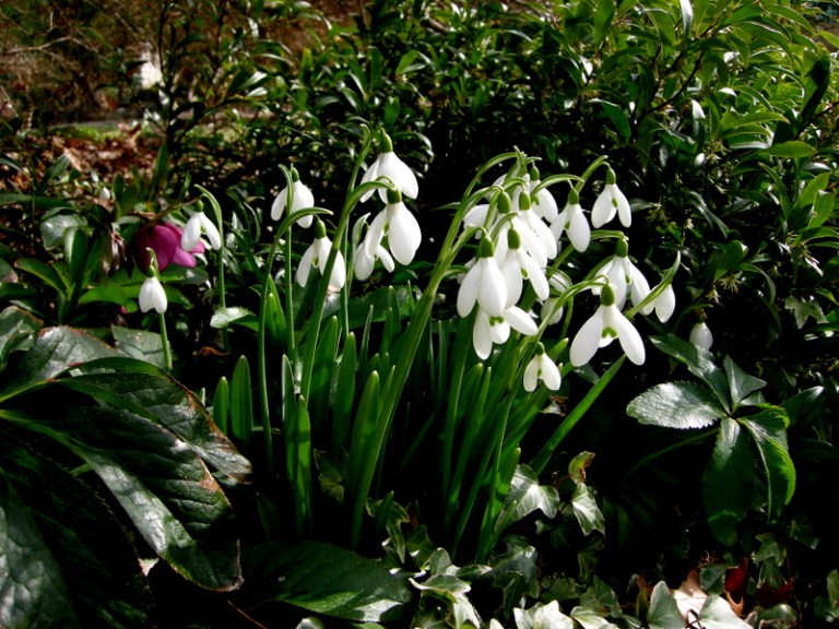 Galanthus ‘Brenda Troyle’ | CAROLYN'S SHADE GARDENS