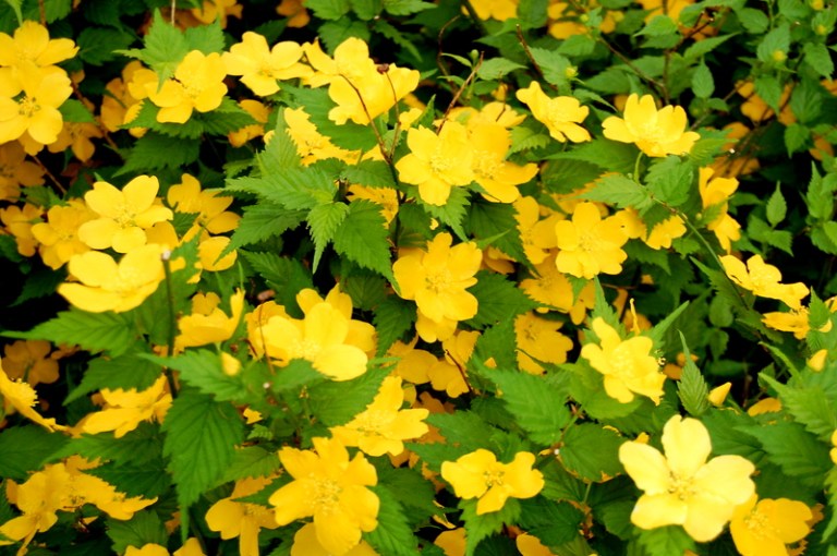 Kerria japonica ‘Golden Guinea’ | CAROLYN'S SHADE GARDENS