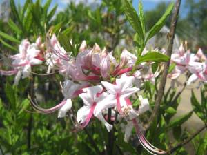 sweet azalea | CAROLYN'S SHADE GARDENS