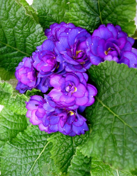 Primula Belarina Series | CAROLYN'S SHADE GARDENS