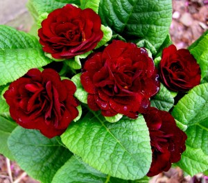 Primula Belarina Series | CAROLYN'S SHADE GARDENS