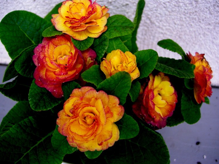 Primula Belarina Series | CAROLYN'S SHADE GARDENS