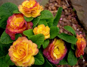 Primroses That Live | CAROLYN'S SHADE GARDENS