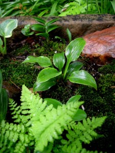 Hosta Little Treasure | CAROLYN'S SHADE GARDENS