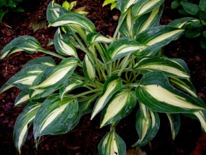 Hosta Little Treasure | CAROLYN'S SHADE GARDENS