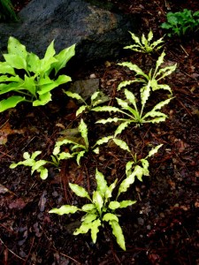 Hosta Little Treasure | CAROLYN'S SHADE GARDENS