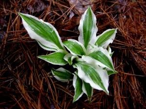Hosta Little Treasure | CAROLYN'S SHADE GARDENS