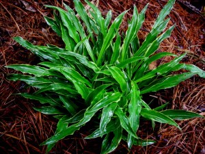 Hosta Little Treasure | CAROLYN'S SHADE GARDENS