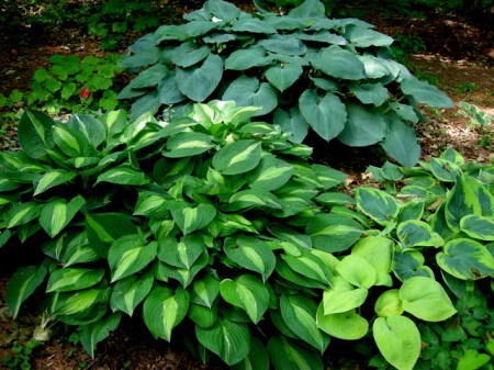 American Hosta Growers Association Hosta of the Year | CAROLYN'S SHADE ...